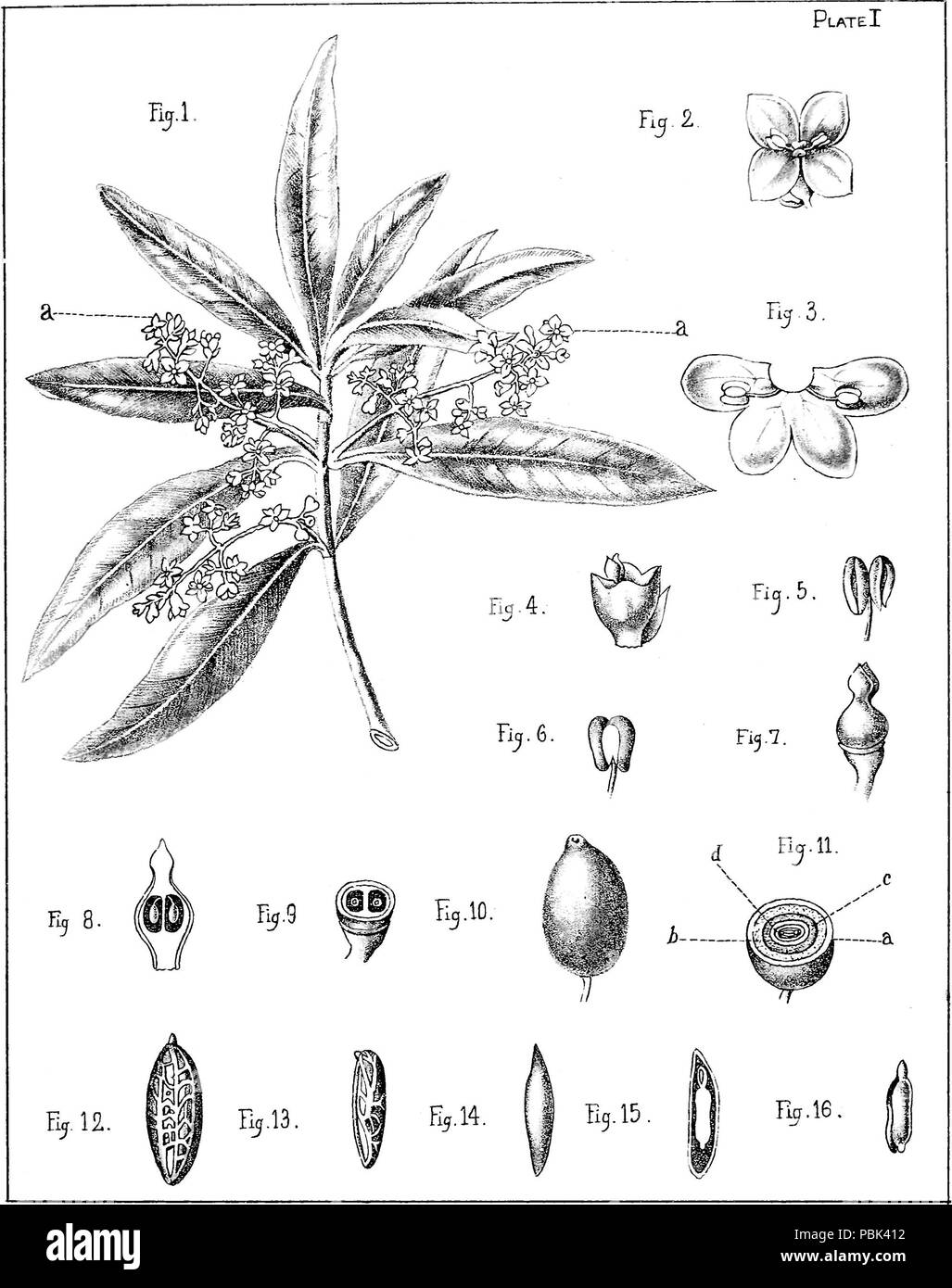 Olive tree in mediterranean Black and White Stock Photos & Images - Alamy