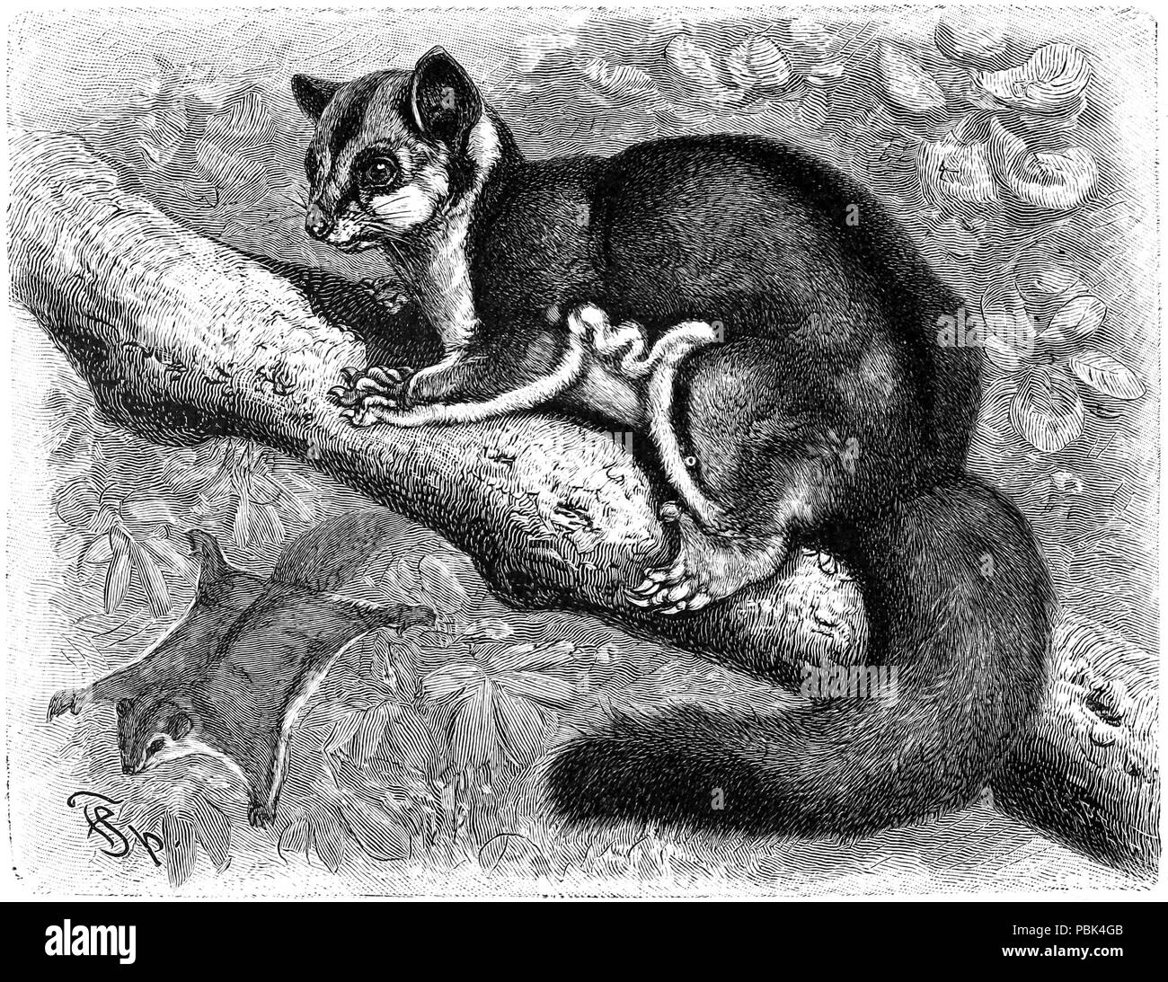 Sugar squirrel hi-res stock photography and images - Alamy