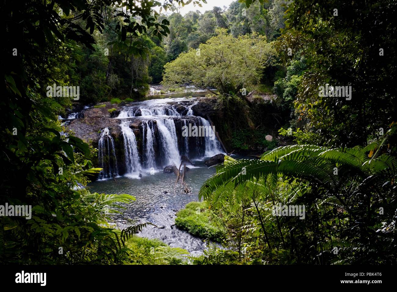 Peering through the tropical jungle to Wallicher Falls, Wooroonooran ...