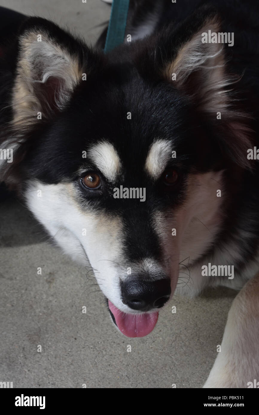Cute siberian husky sticking its tongue out Stock Photo - Alamy