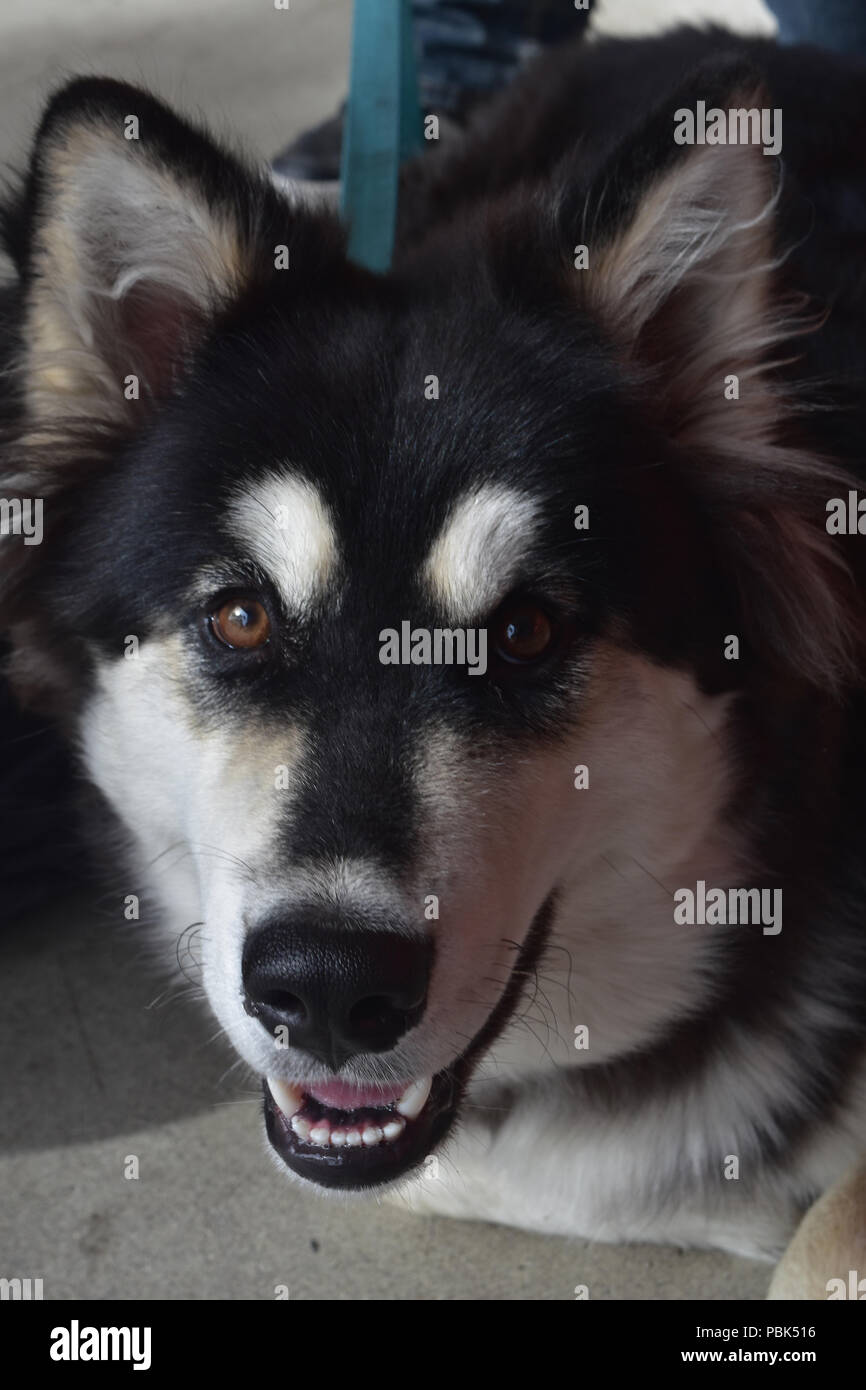 Pretty alaskan malamute dog showing its teeth Stock Photo - Alamy