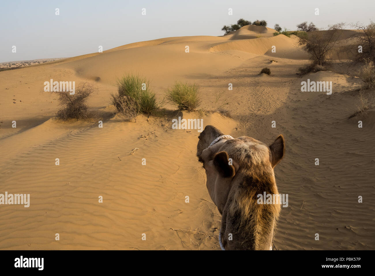 The head of a camel seen from above, against the background of sands ...