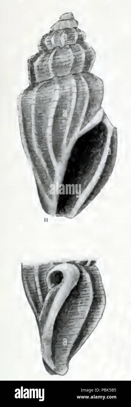 735 Guraleus kamakuranus 001 Stock Photo - Alamy