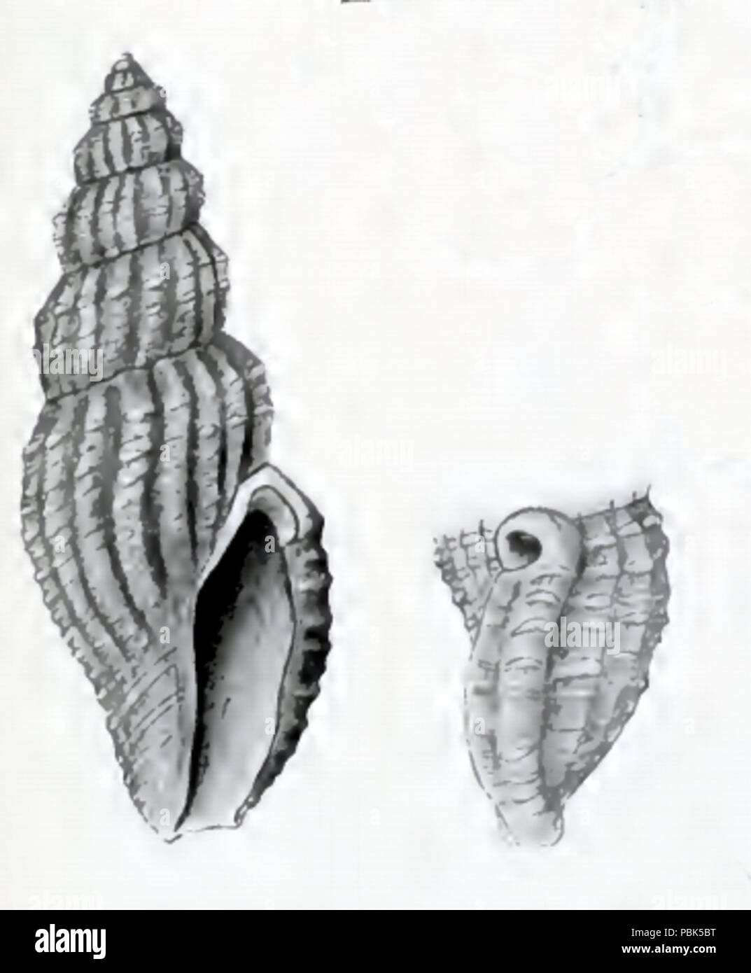 735 Guraleus semicarinatus 001 Stock Photo - Alamy