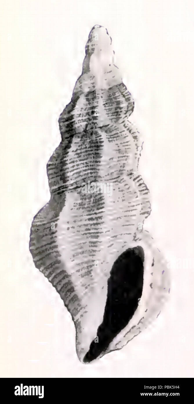 Aethra hi-res stock photography and images - Alamy