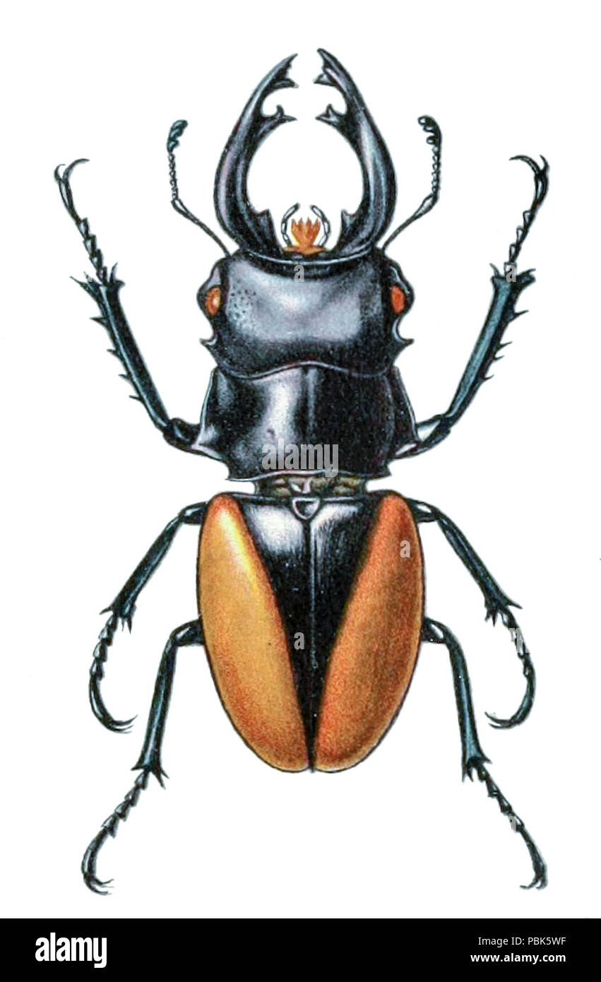 1126 Cut Out Stock Images & Pictures - Alamy