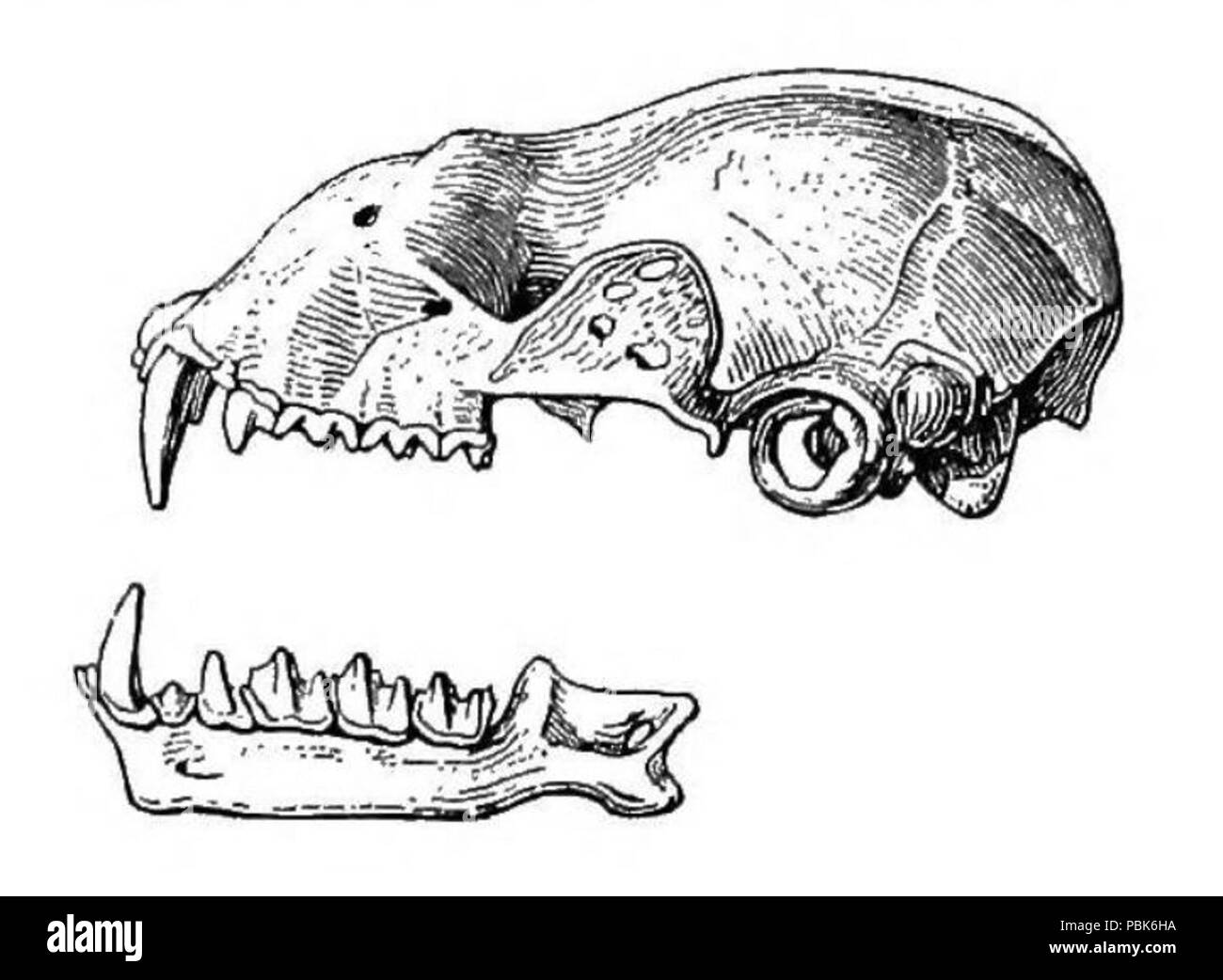 Triaenops hi-res stock photography and images - Alamy