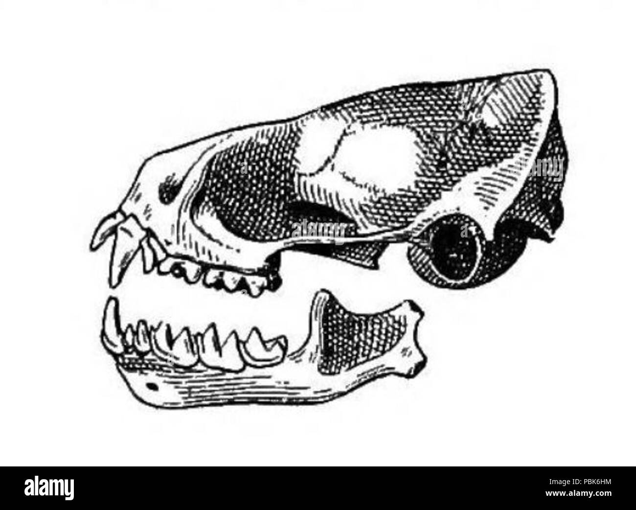 Evolutionary comparison Cut Out Stock Images & Pictures - Alamy
