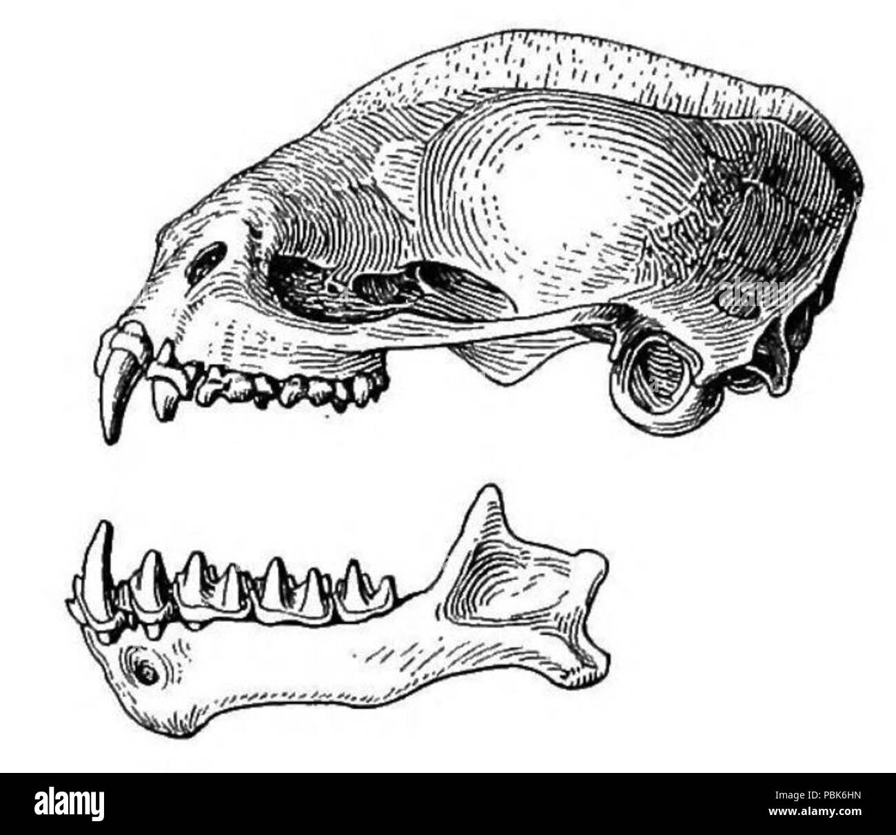 Molossus rufus hi-res stock photography and images - Alamy