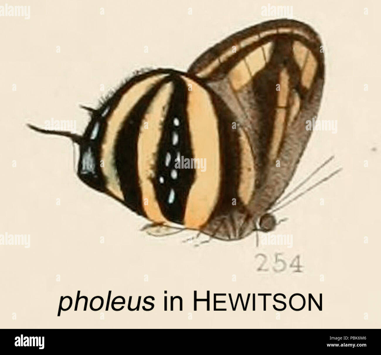 Pholeus hi-res stock photography and images - Alamy