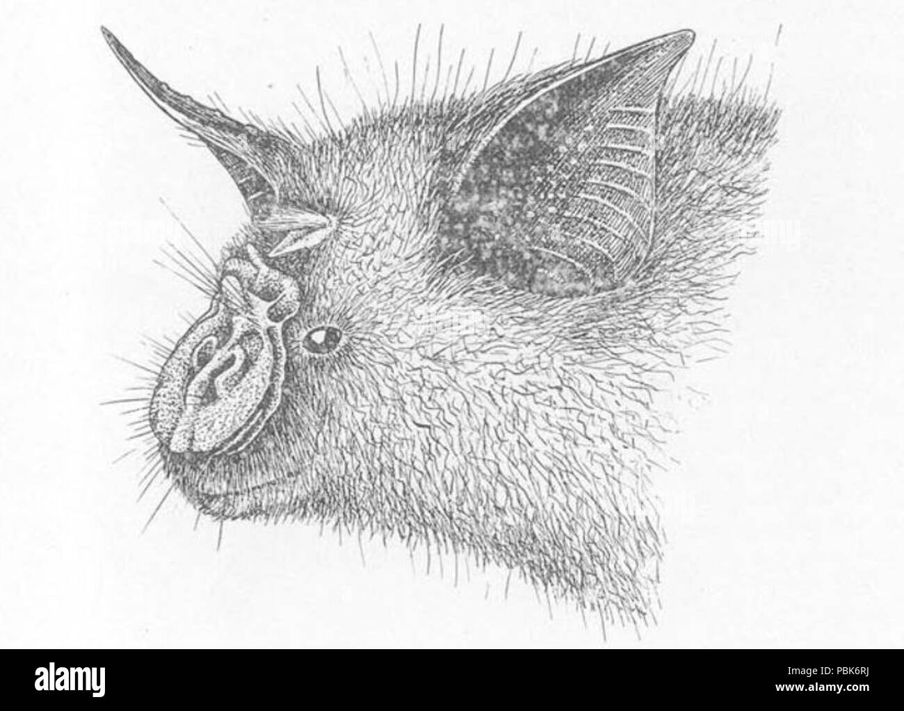 Bats habitat Black and White Stock Photos & Images - Alamy