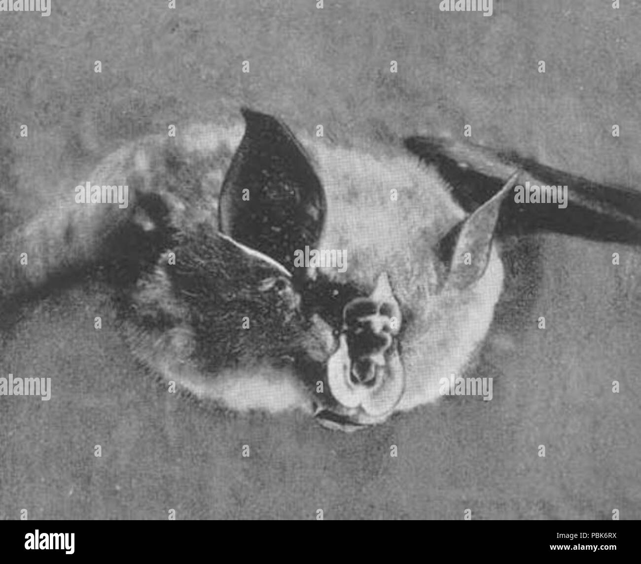 Bats habitat Black and White Stock Photos & Images - Alamy