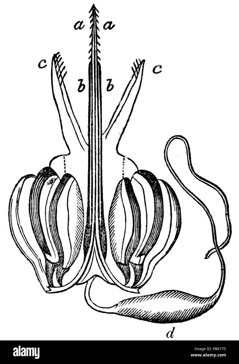 Library wing Cut Out Stock Images & Pictures - Alamy