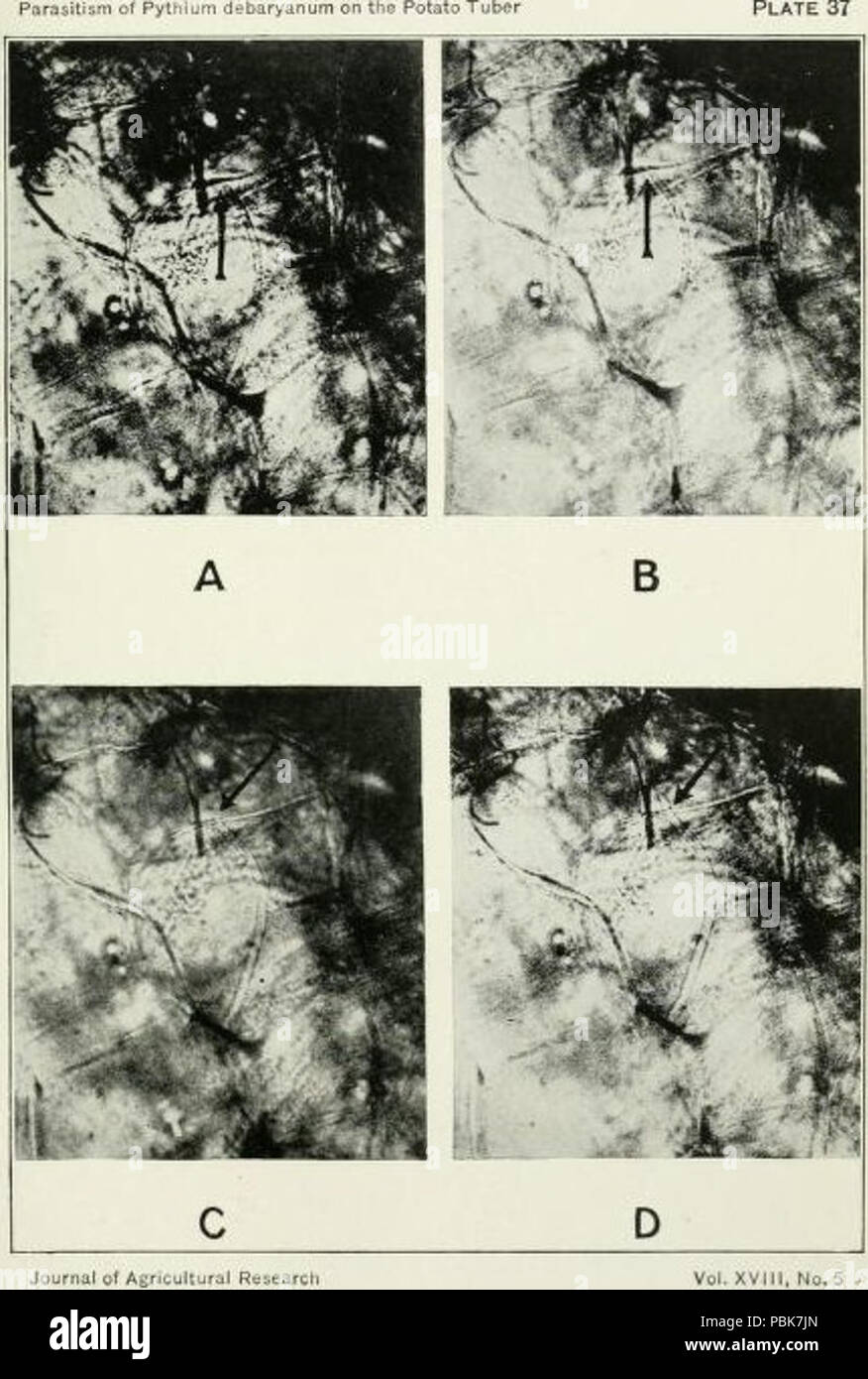 1168 Parasitism of pythium debaryanum hesse on the potato tuber 415 ...