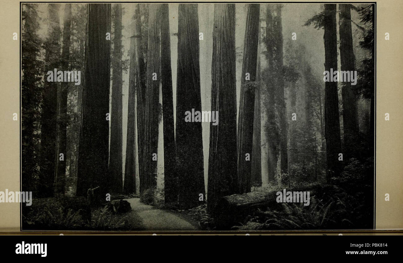 999 Mariposa Big Tree Grove Stock Photo - Alamy