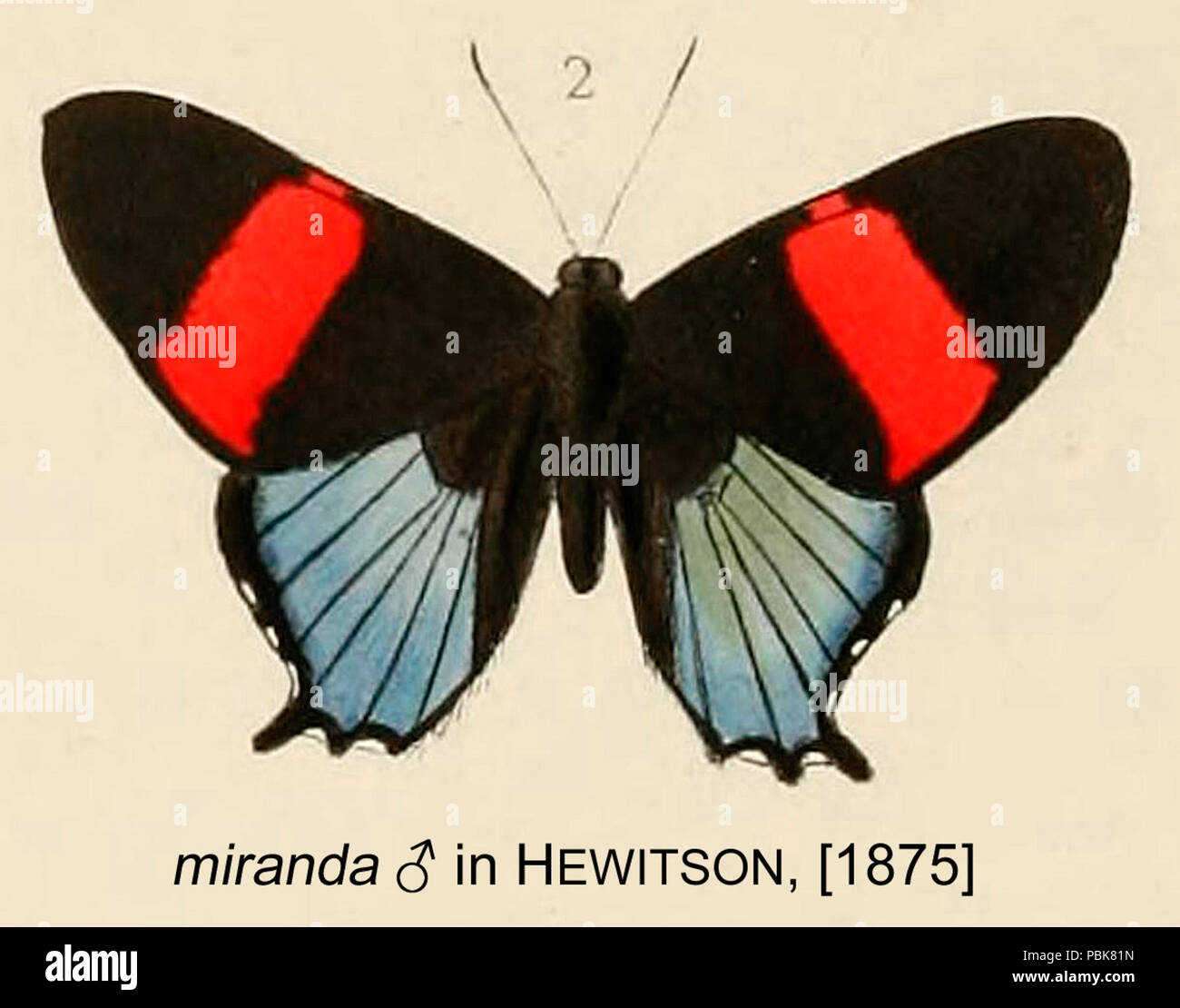 Miranda hi-res stock photography and images - Alamy