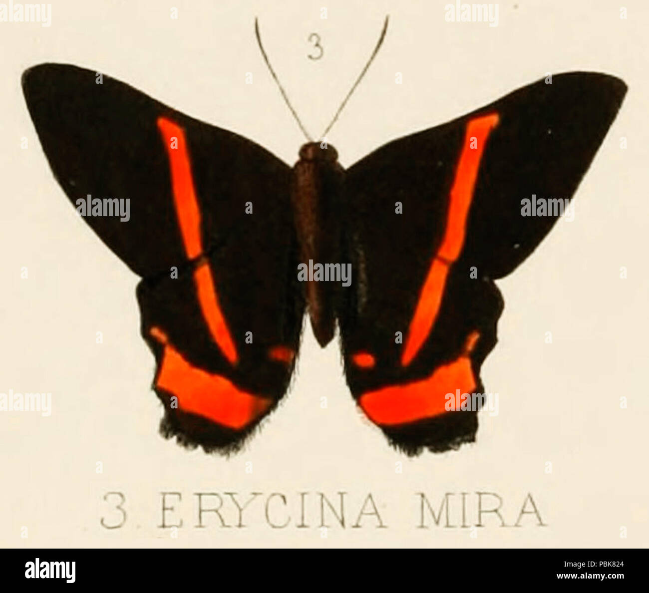 Mira hi-res stock photography and images - Alamy