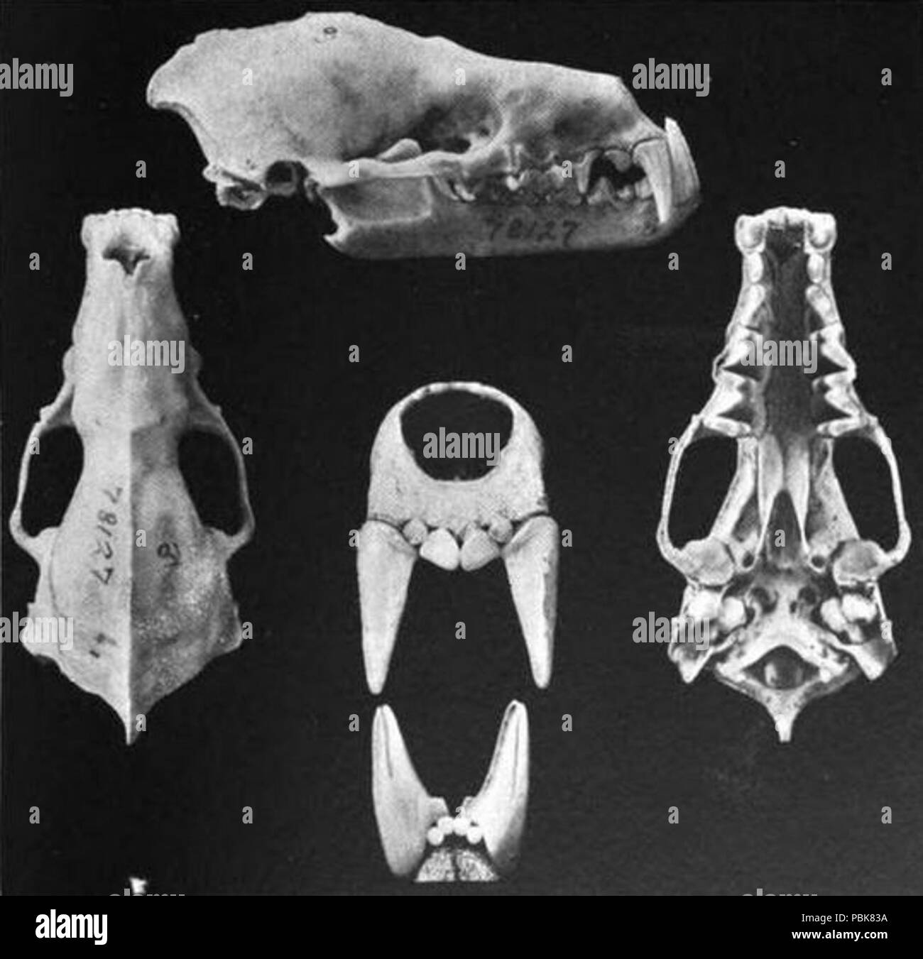 Vampyrus spectrum hi-res stock photography and images - Alamy