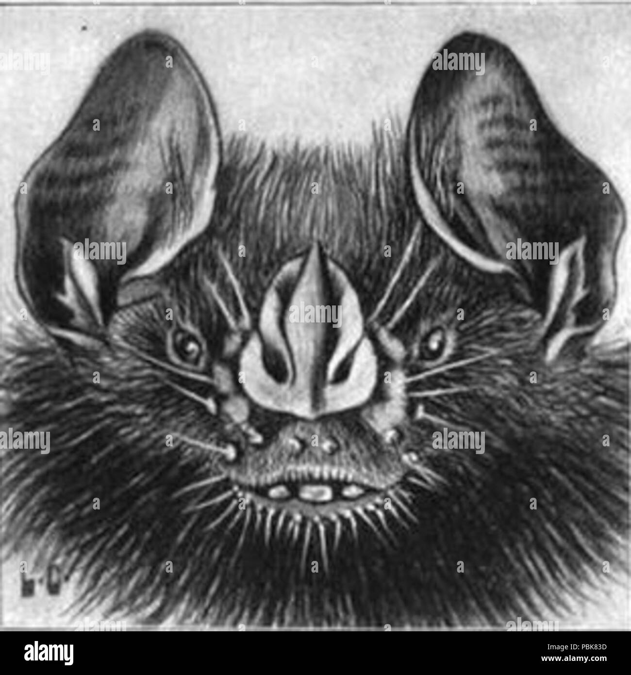 Bats habitat Black and White Stock Photos & Images - Alamy