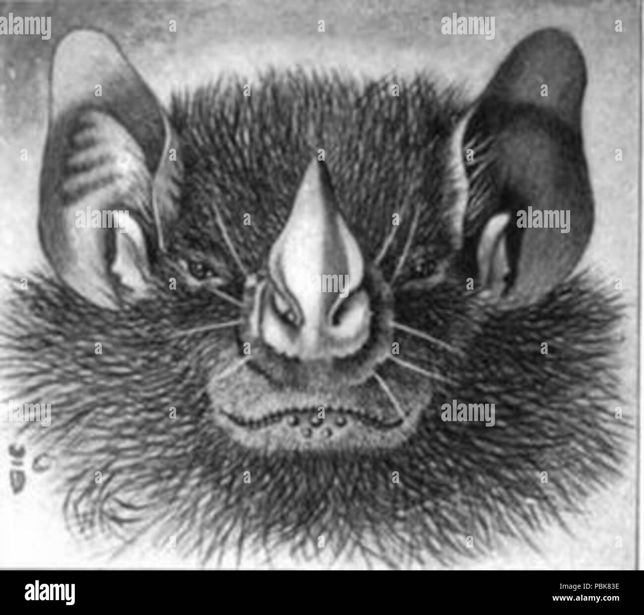 Insect ecosystems Black and White Stock Photos & Images - Alamy