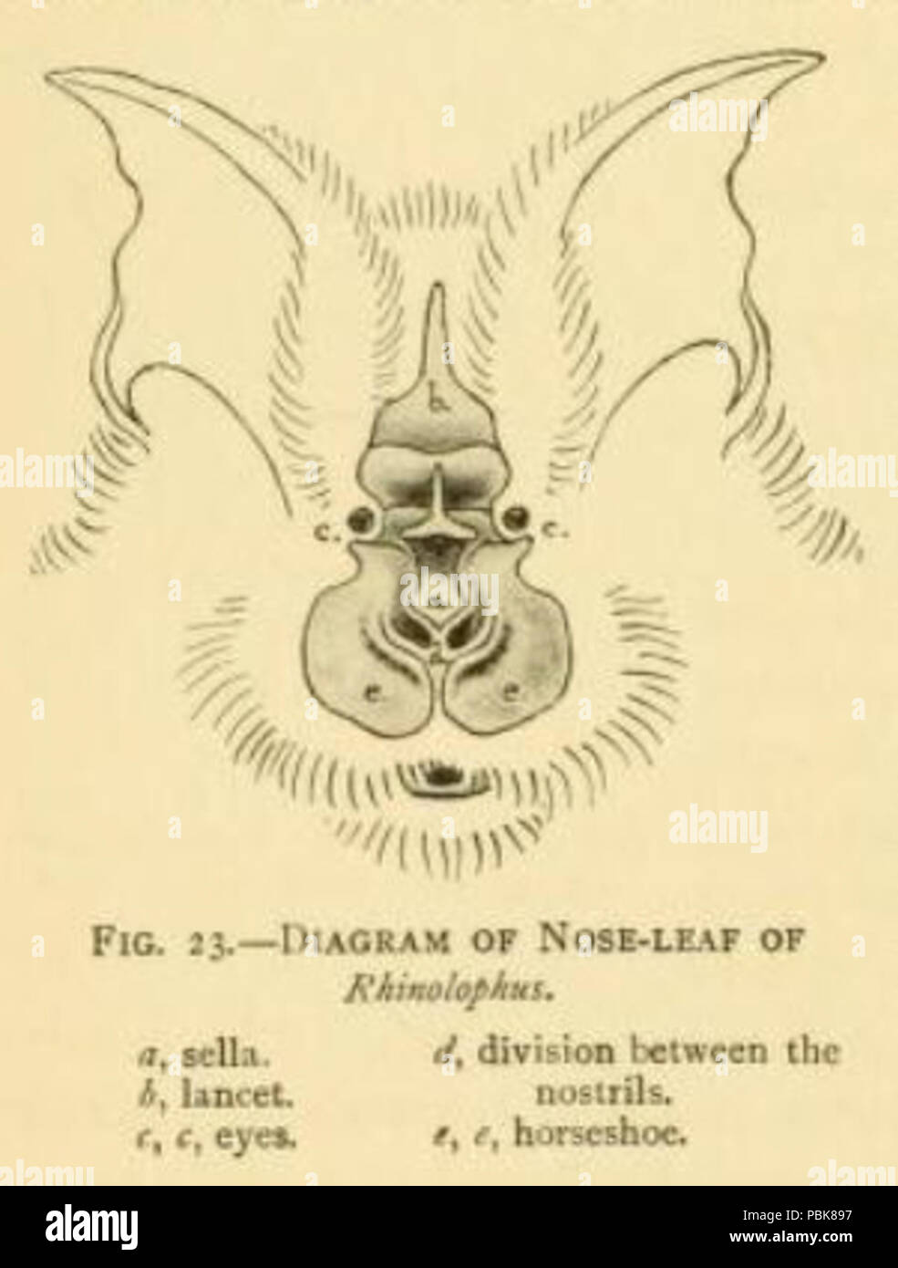 Nose leaf hi-res stock photography and images - Alamy