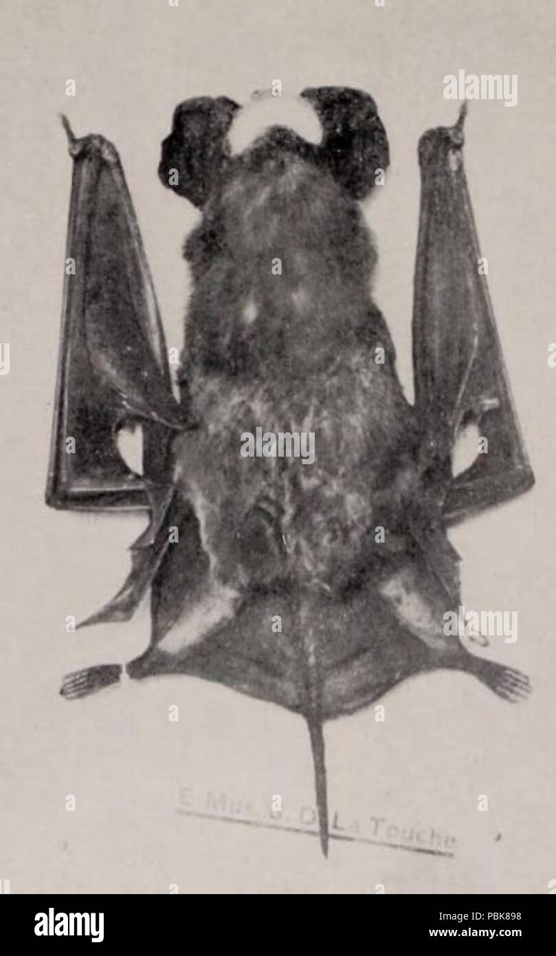 Tadarida latouchei hi-res stock photography and images - Alamy