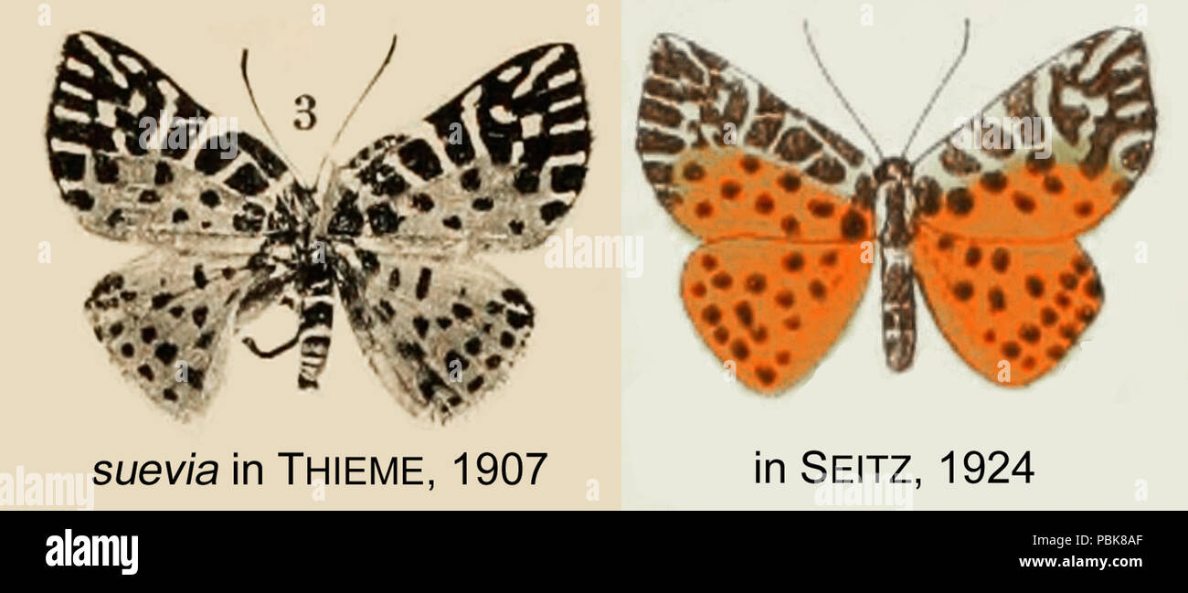 Suevia hi-res stock photography and images - Alamy