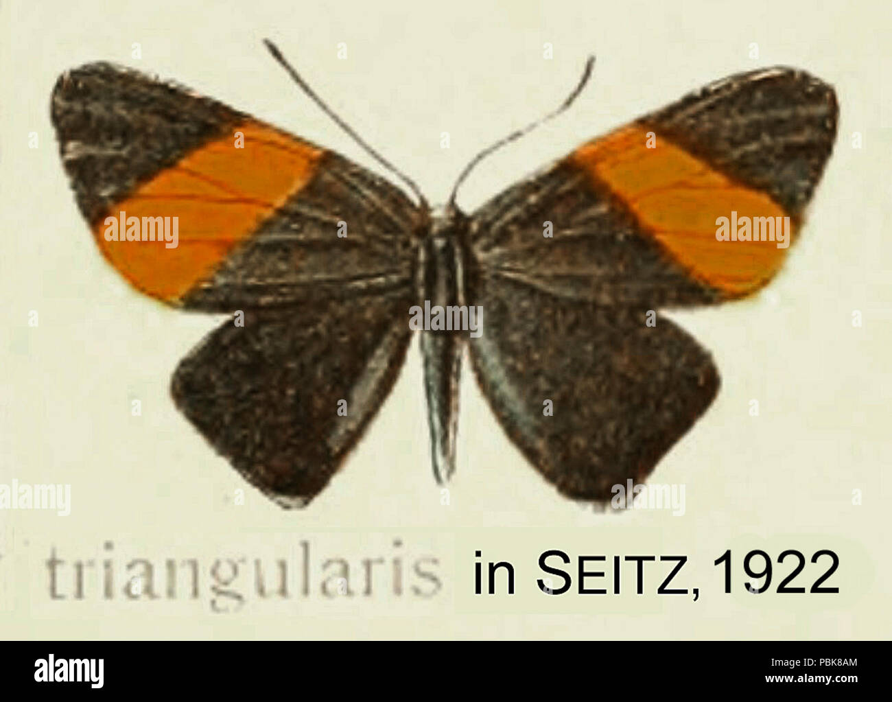 Symmachia hi-res stock photography and images - Alamy