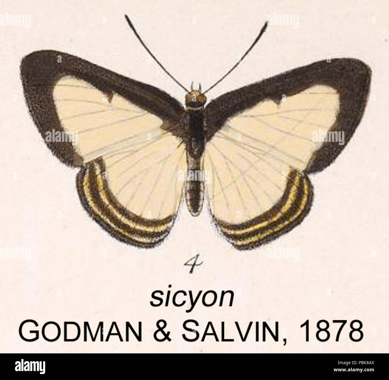 Sicyon hi-res stock photography and images - Alamy