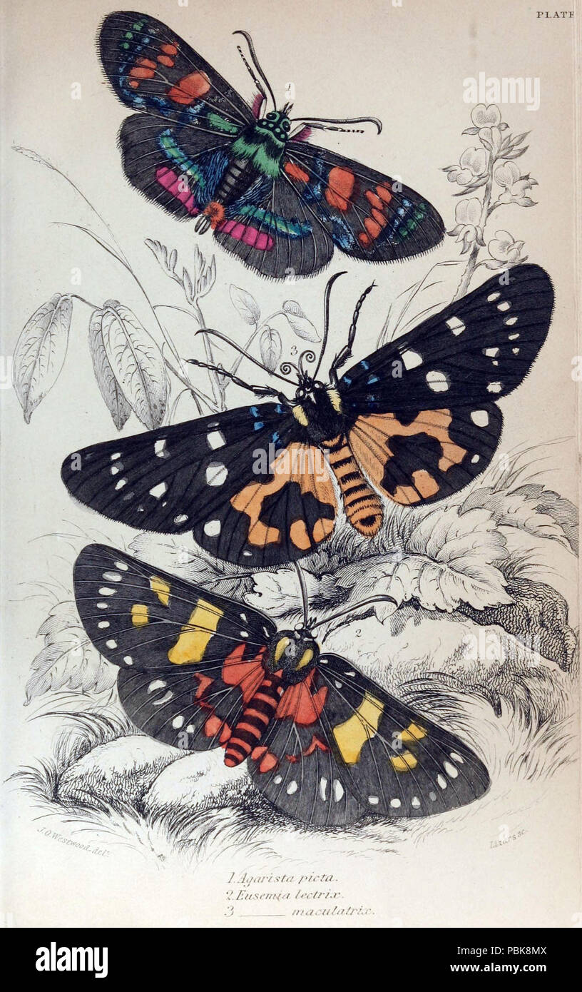 Moths classification hi-res stock photography and images - Alamy