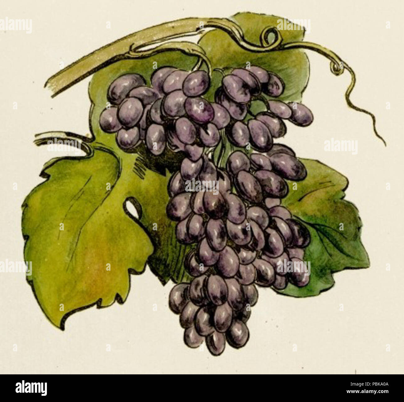 727 Grape Clip Art Drawing Stock Photo - Alamy