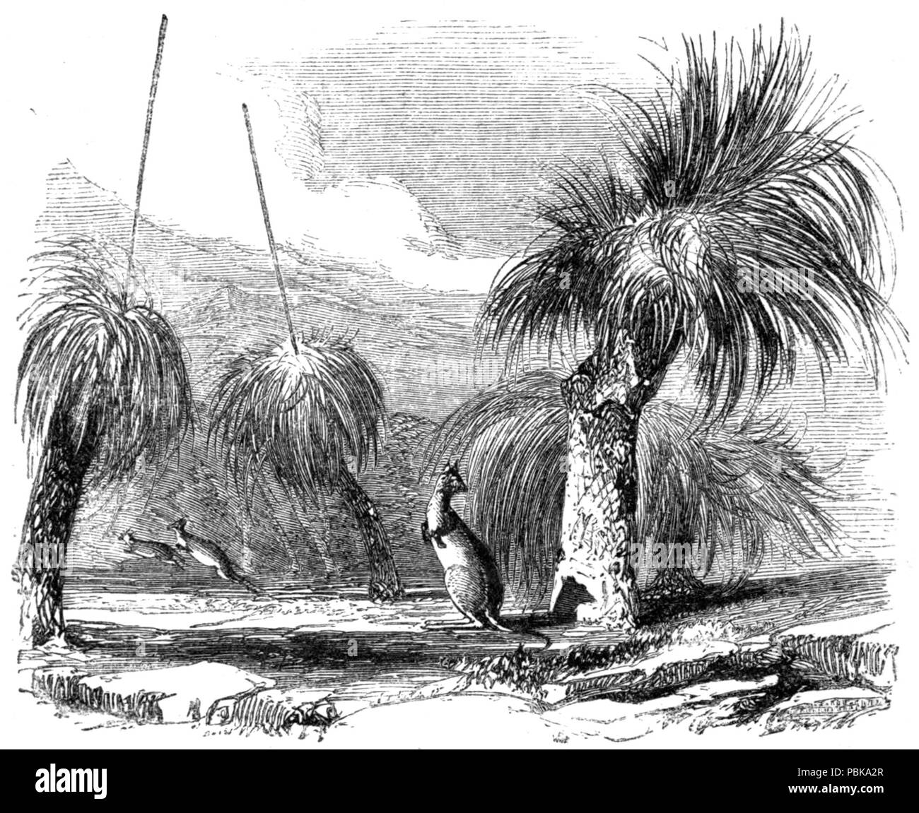 Australian grass tree tree Black and White Stock Photos & Images - Alamy