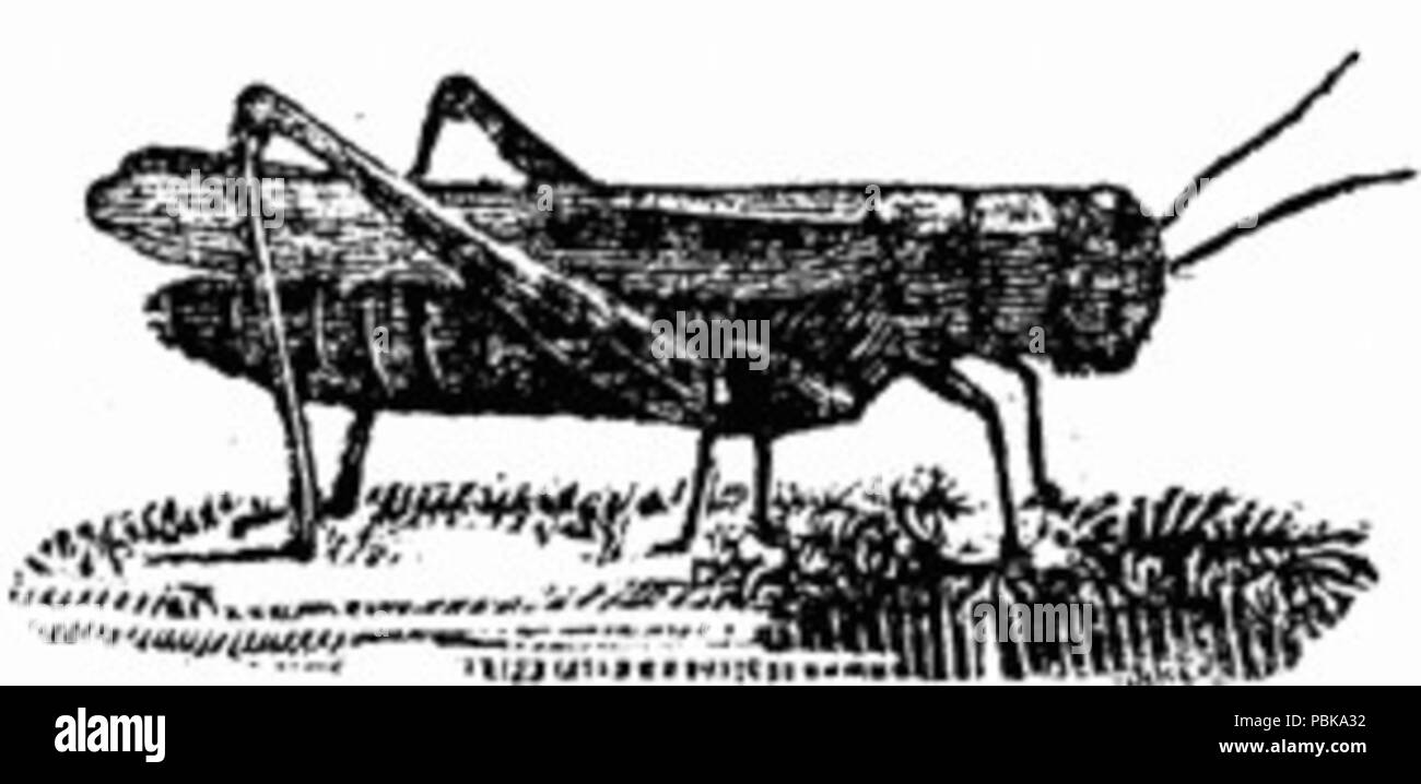 Grasshopper drawing hi-res stock photography and images - Alamy