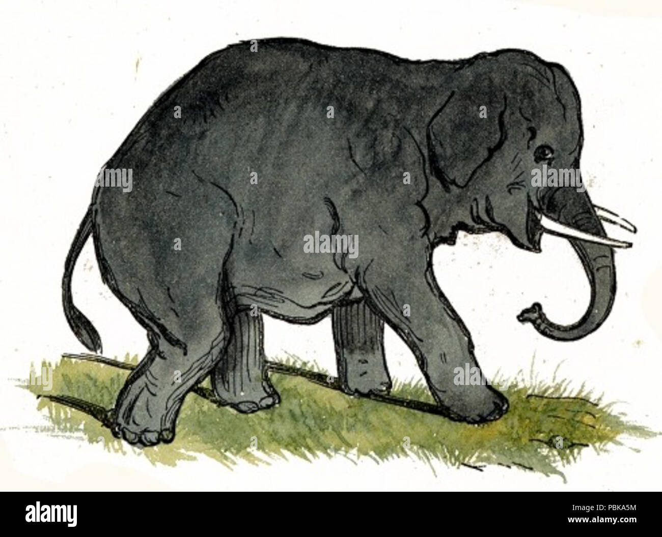 727 Gray Elephant Drawing Stock Photo - Alamy
