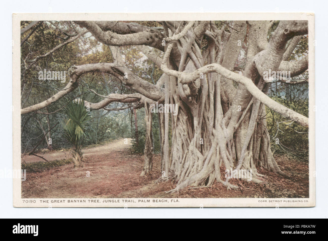 Banyan tree photograph hi-res stock photography and images - Alamy