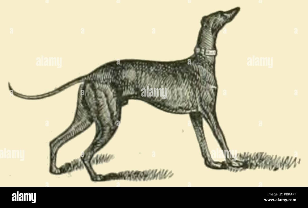 Greyhound dog drawing hi-res stock photography and images - Alamy