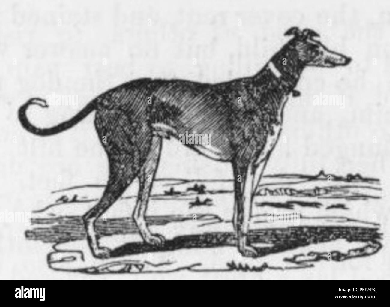 Dogs drawing Black and White Stock Photos & Images - Alamy