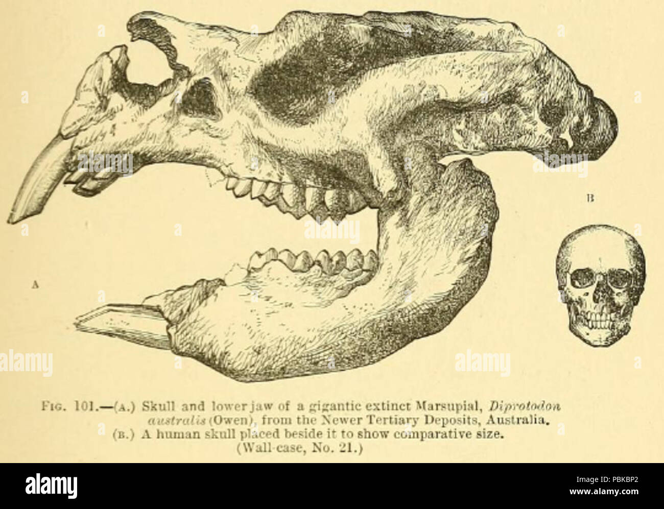 Diprotodon Skeleton