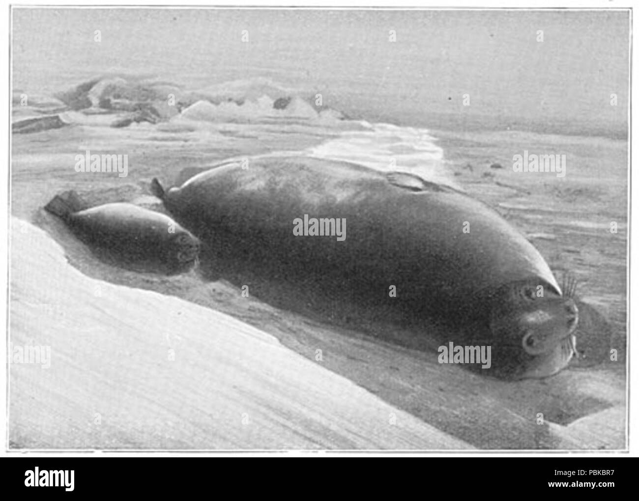 Zuidpool hi-res stock photography and images - Alamy