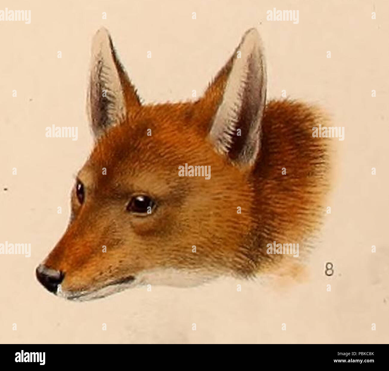 Bryden hi-res stock photography and images - Alamy