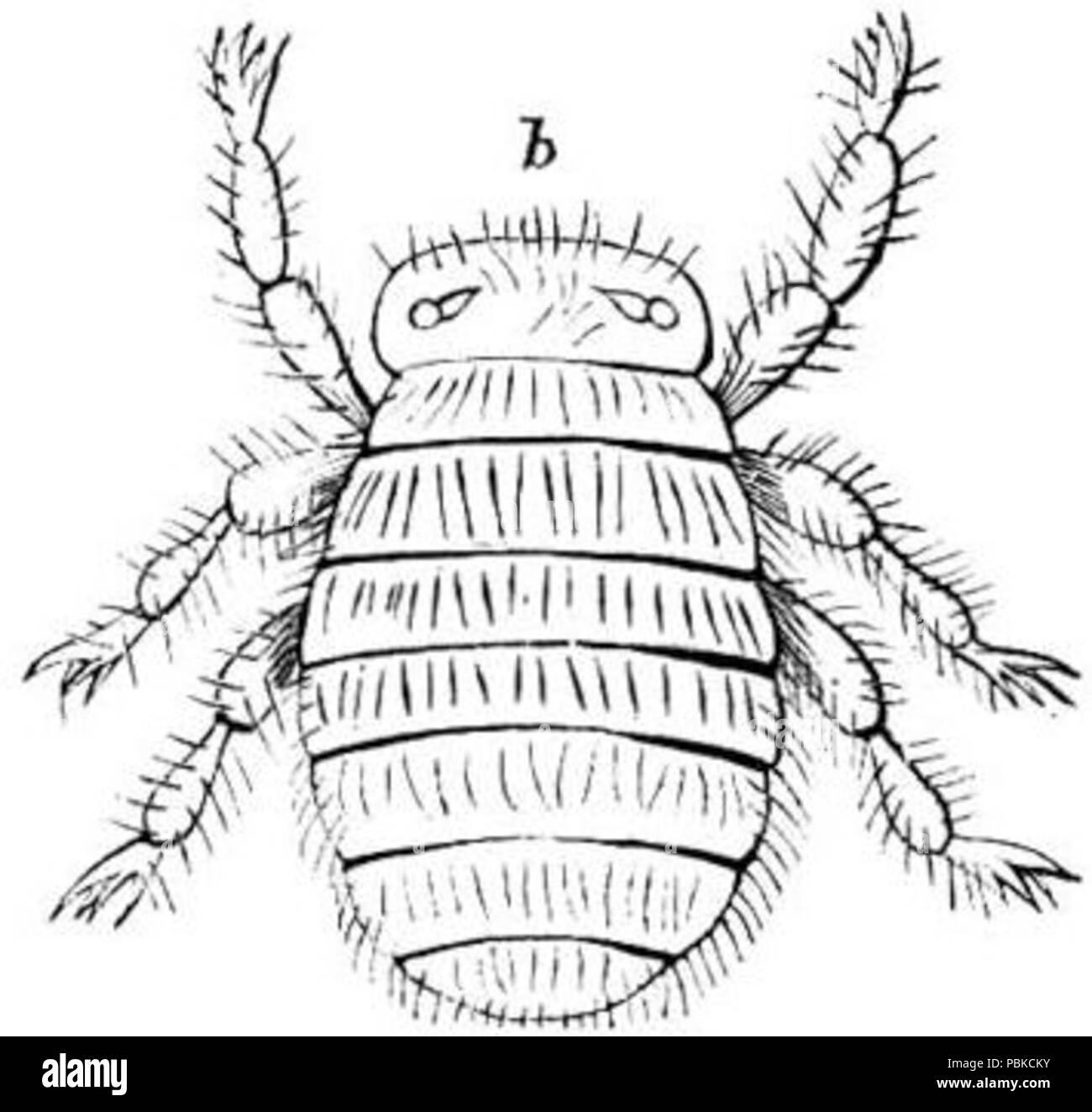 Bug world Black and White Stock Photos & Images - Alamy