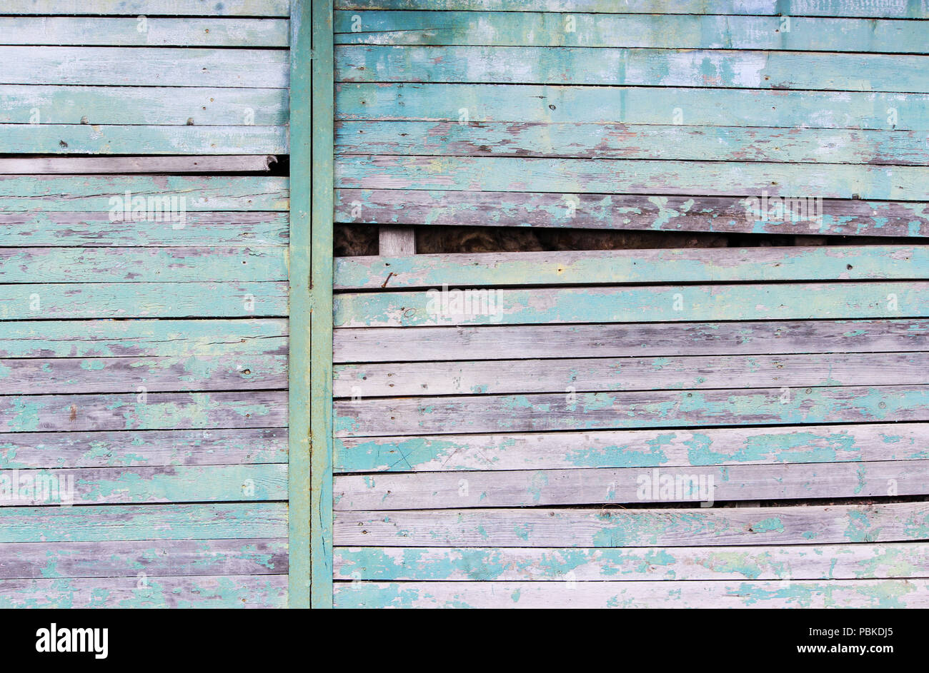 Vintage wood background with peeling turquoise old flaky paint ...