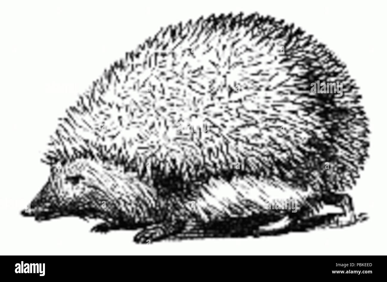 749 Hedgehog Drawing Stock Photo - Alamy