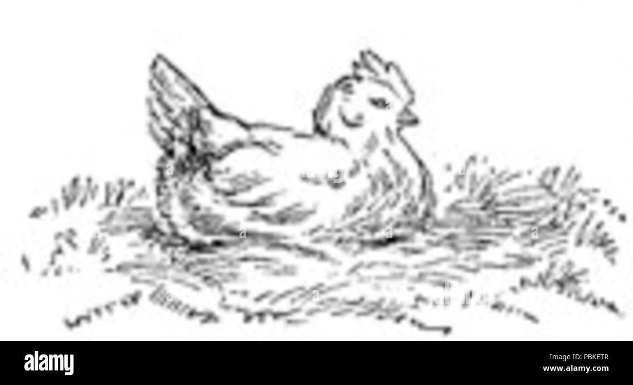 Hen on nest Black and White Stock Photos & Images - Alamy