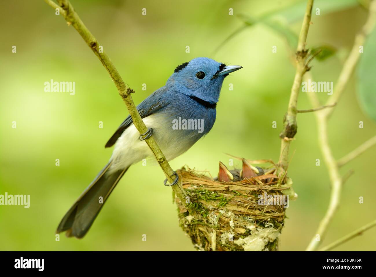 beautiful male black-nape monarch (Hypothymis azurea) protecting his ...