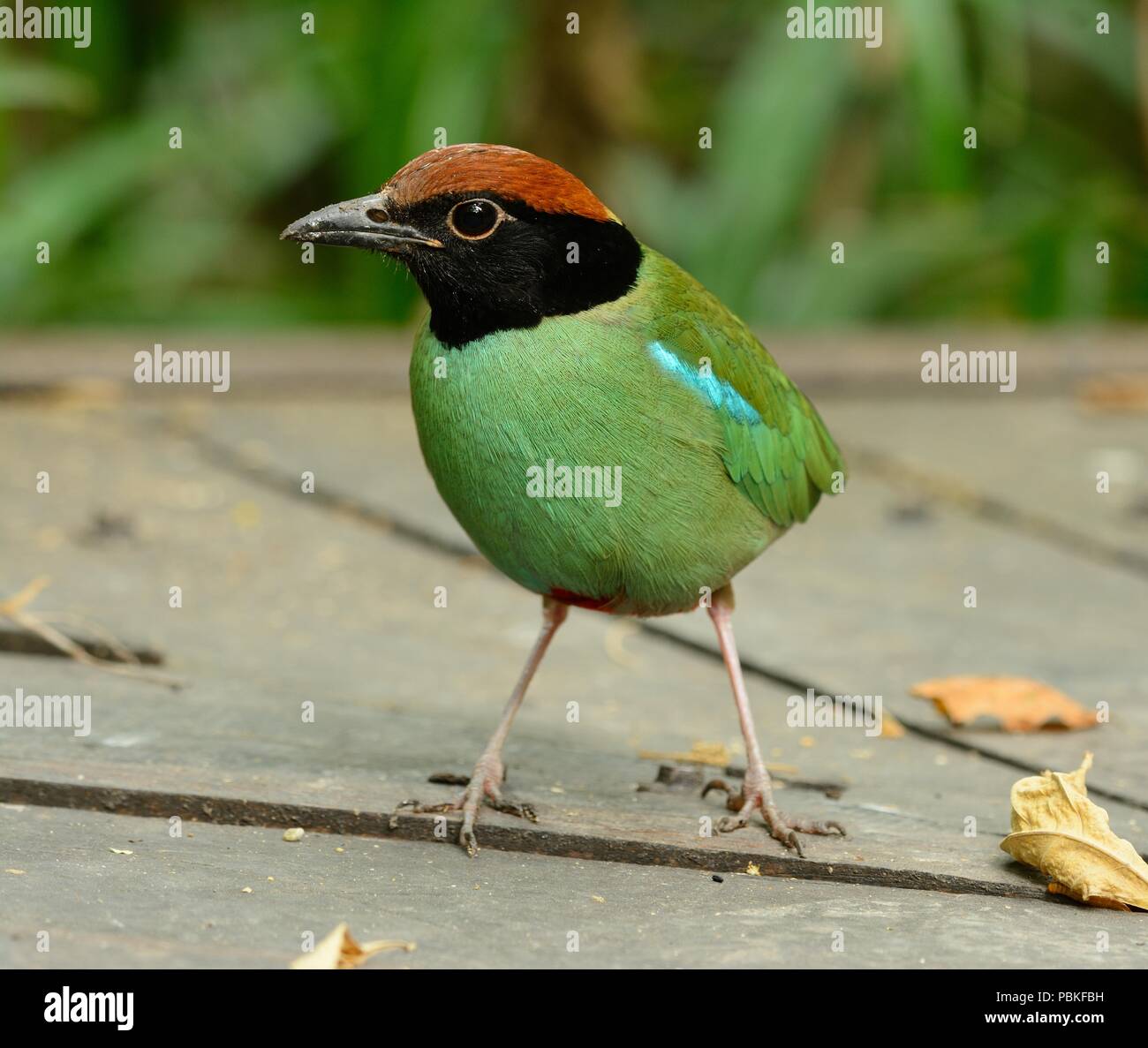beautiful hooded pitta inThai forest Stock Photo - Alamy