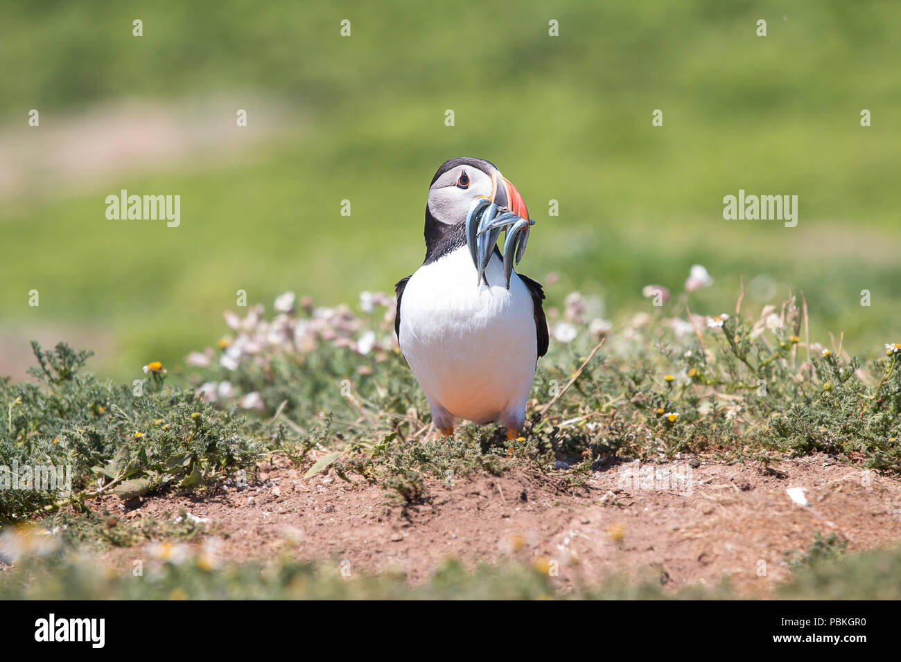 Puffin after been fishing hi-res stock photography and images - Alamy