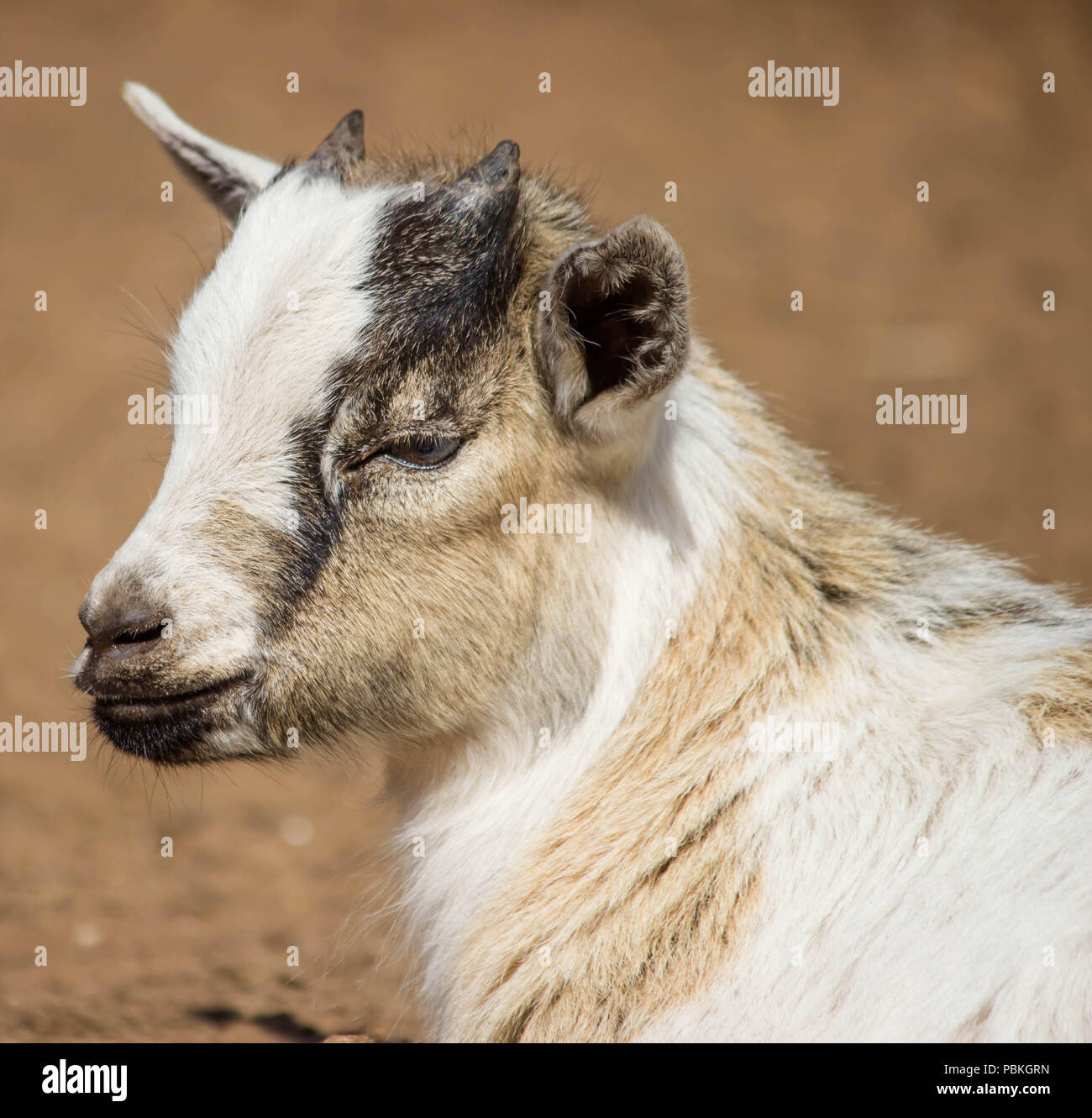 Goat smiling hi-res stock photography and images - Alamy
