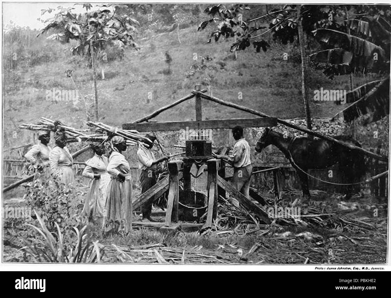 Caribbean sugar cane farming Black and White Stock Photos & Images - Alamy