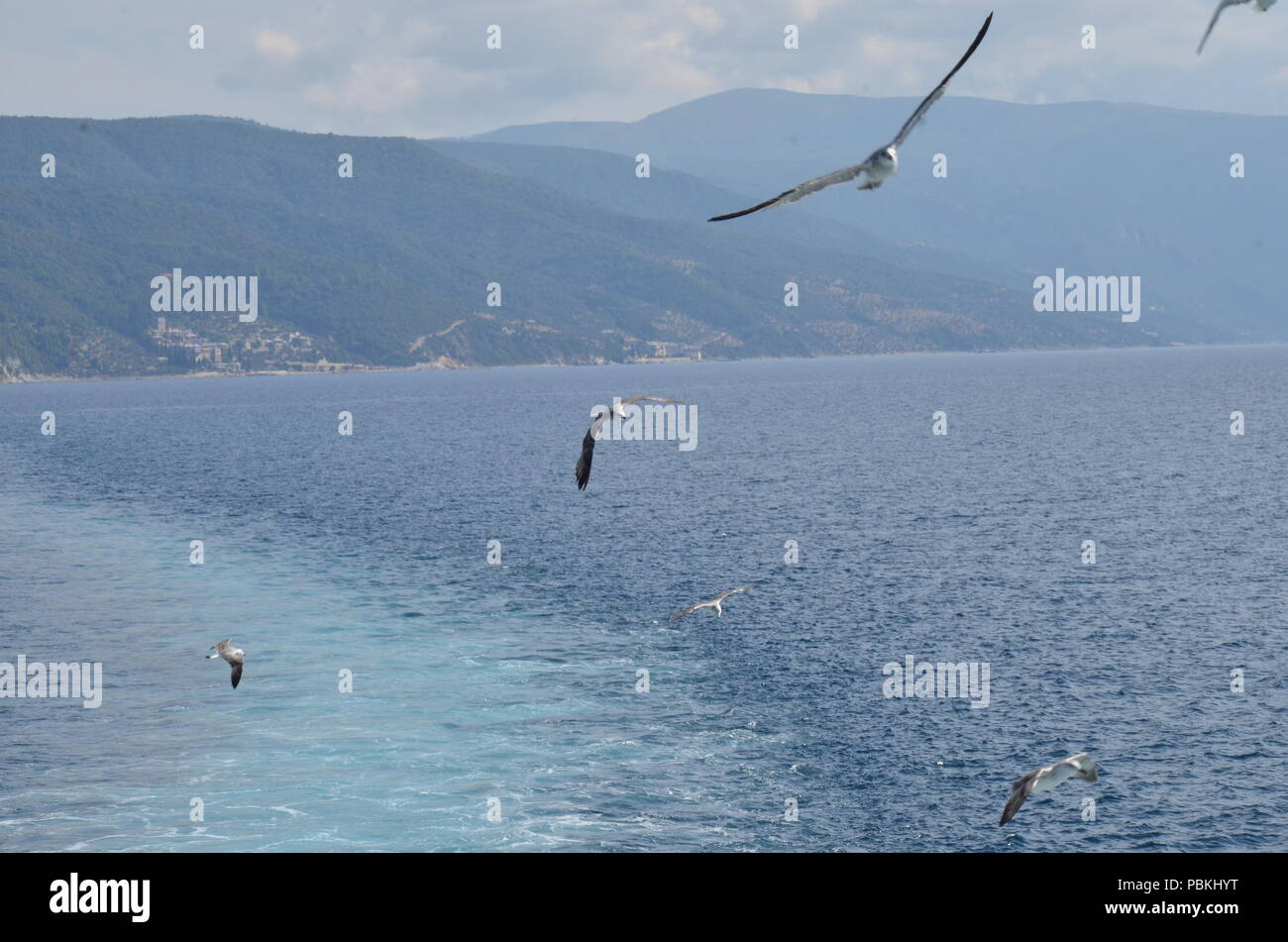 Flying gulls hi-res stock photography and images - Alamy
